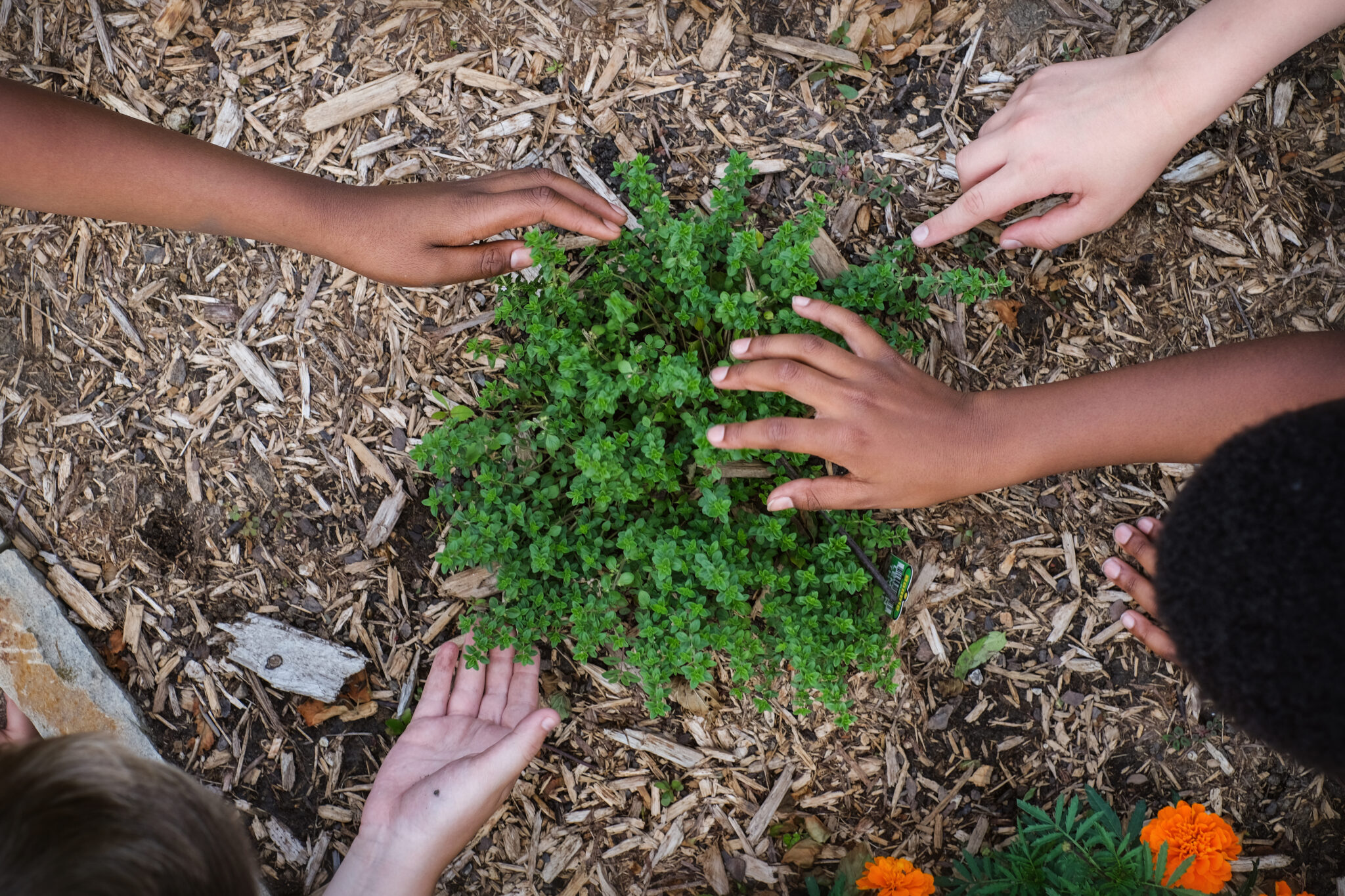 Acting Locally to Heal Globally—New Mercy Home Environmental Club Aims ...