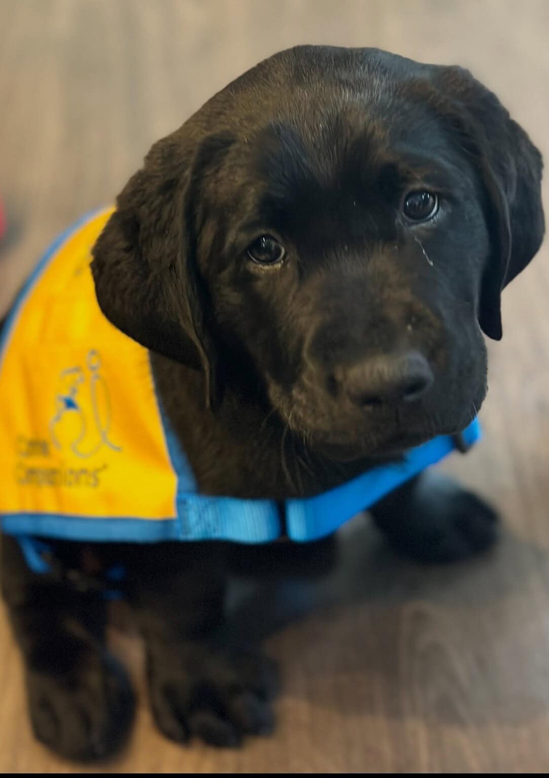 Welcome, Figaro: Mercy Home’s New Therapy Dog - Mercy Home for Boys & Girls
